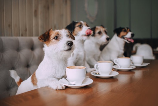 Dog Friendly Taipei - Check Out The Best Dog Friendly Cafes In Taipei